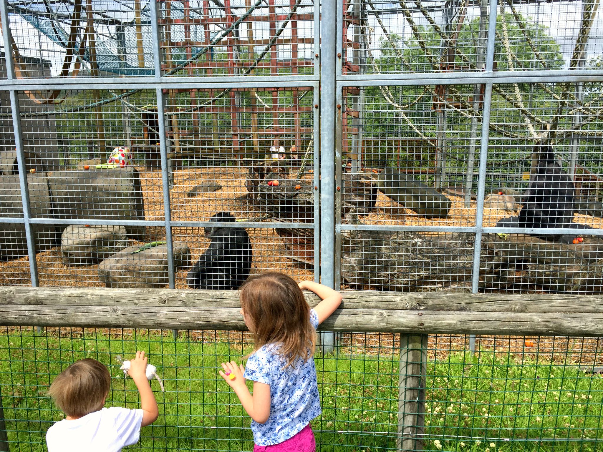 A day out to Wales Ape and Monkey Sanctuary, Swansea Valley - Cardiff ...