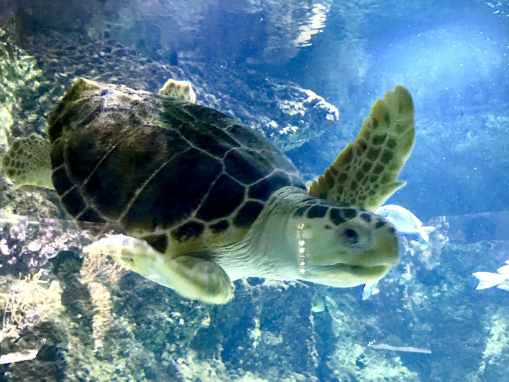 France 69 Aquarium - Cardiff Mummy SaysCardiff Mummy Says