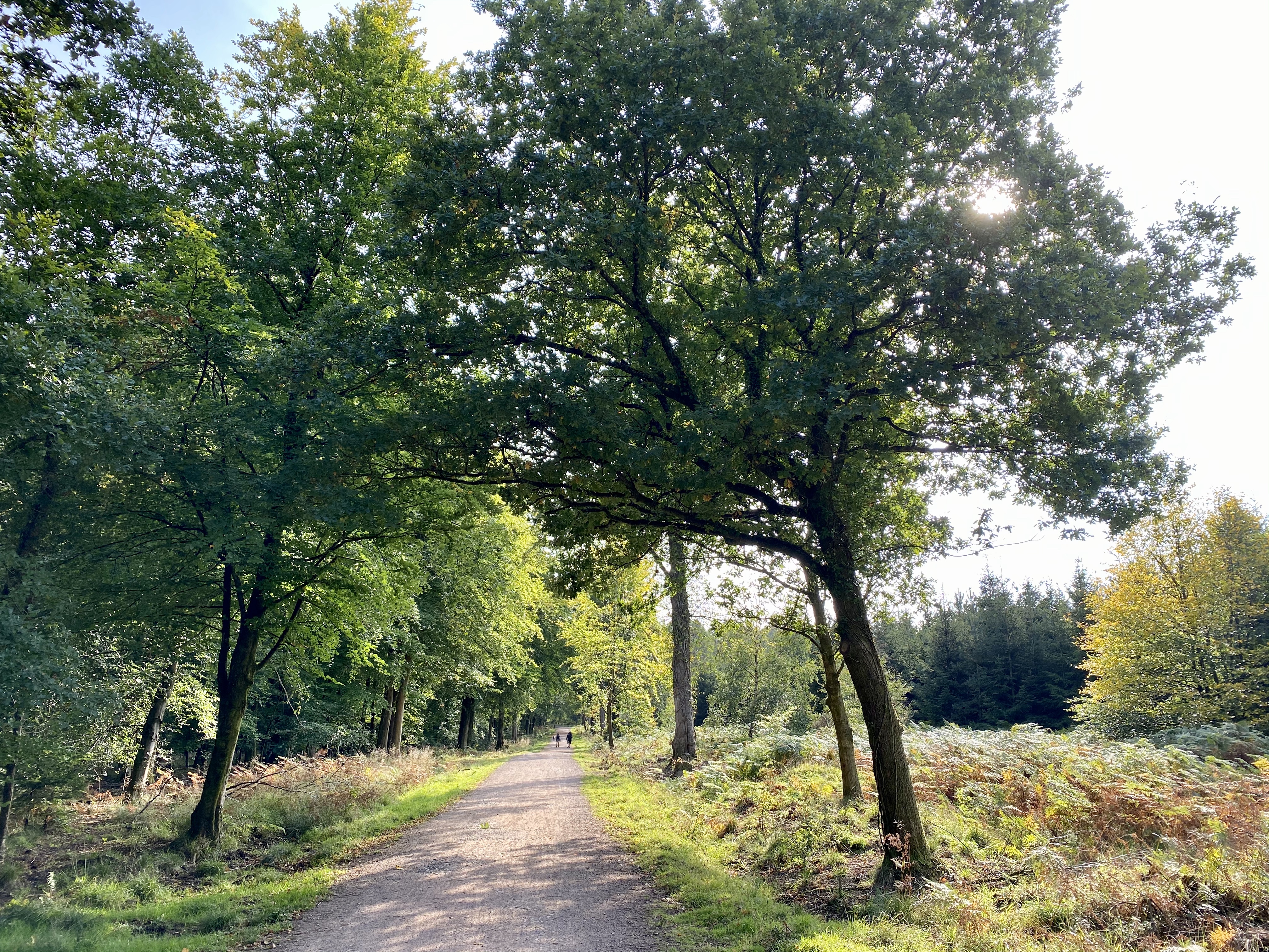 A woodland family cycle trail at Beechenhurst, the Forestry England ...